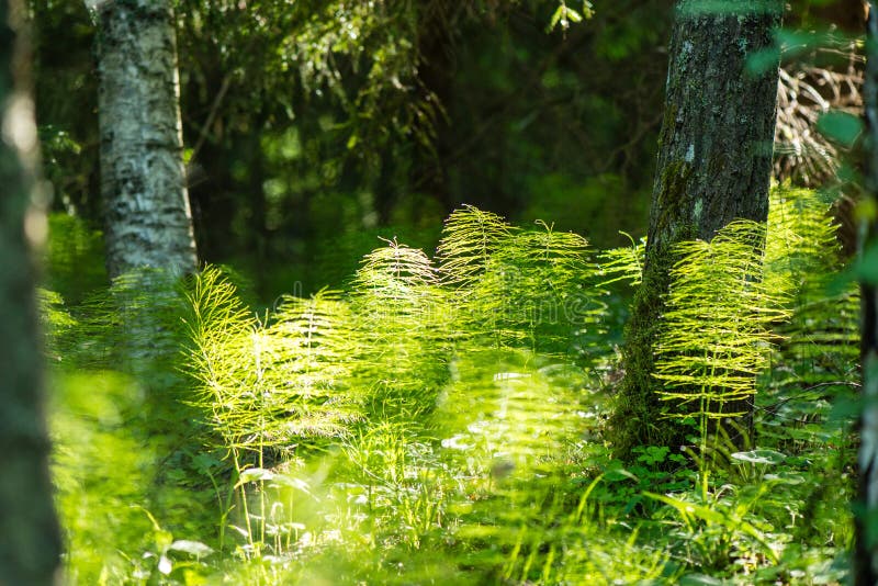 Green Spring Foliage in Forest Stock Image - Image of freedom, plant ...