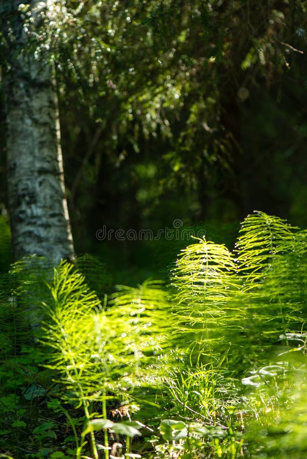 Green Spring Foliage in Forest Stock Image - Image of freedom, land ...