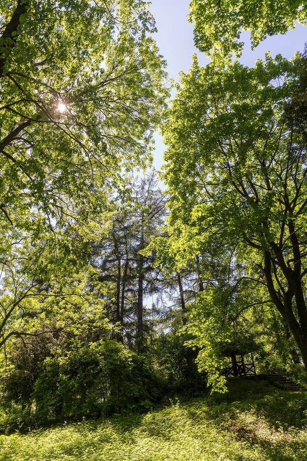 Green spring foliage stock photo. Image of green, season - 151804826