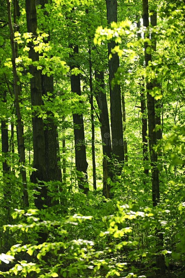 Green Forest stock photo. Image of footpath, serene, forest - 14610380