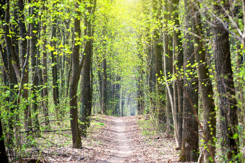 Green spring forest stock image. Image of environment - 75210393