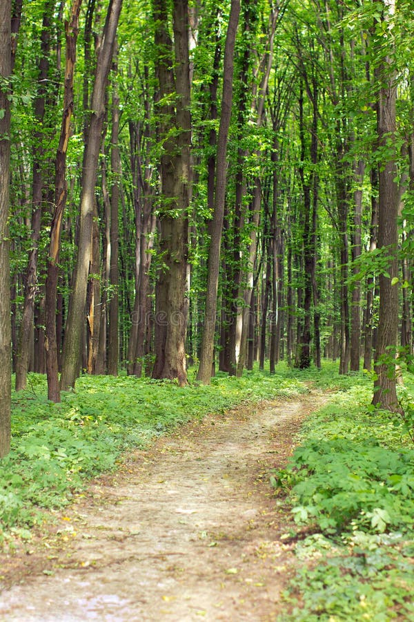 Green Spring Forest with Footpath Stock Image - Image of growth, stem ...