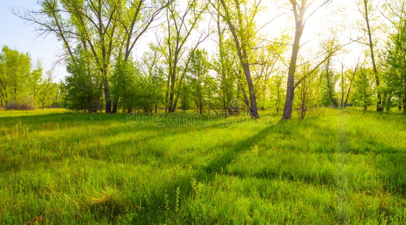 Green Spring Forest Glade in Light of Sparkle Sun Stock Photo - Image ...