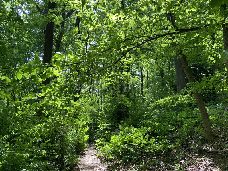 Green Spring Forest and Path Landscape in May Stock Image - Image of ...