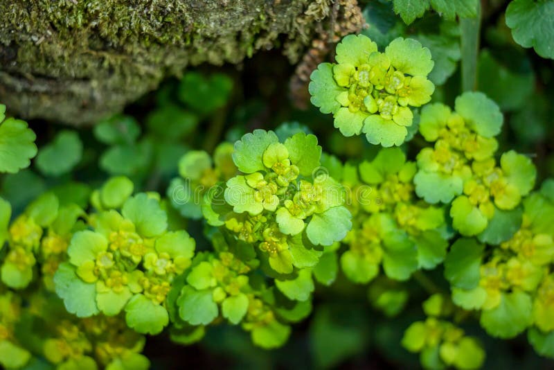 Green Spring Forest Plant Top View Stock Photo - Image of view, april ...