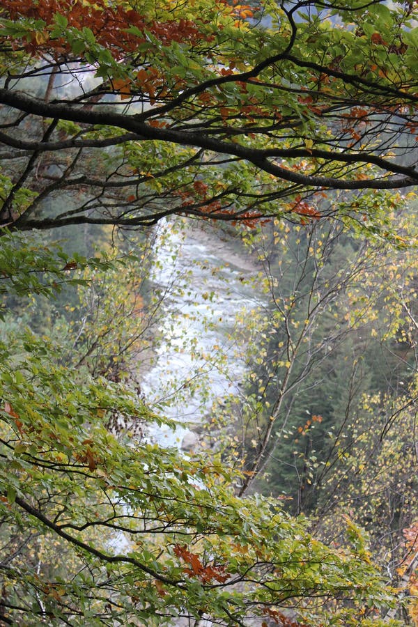 Green Spring Forest Road Leaf Stock Image - Image of nature, beauty ...