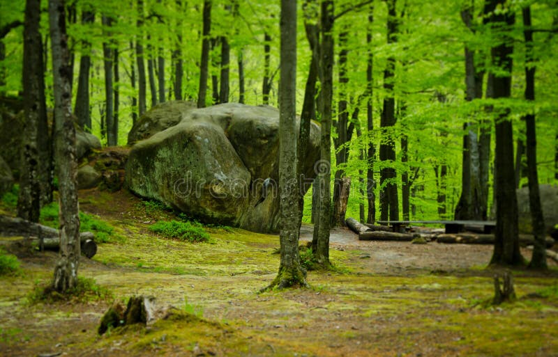 The Green Spring Forest in Western Ukraine Stock Image - Image of ...