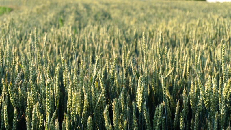 Green Spring Grains, Close Up of Green Wheat Ears on the Field Stock ...