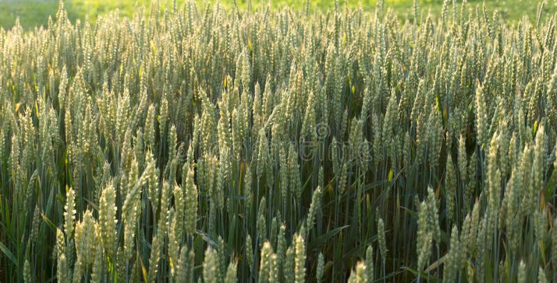 Green Spring Grains, Close Up of Green Wheat Ears on the Field Stock ...
