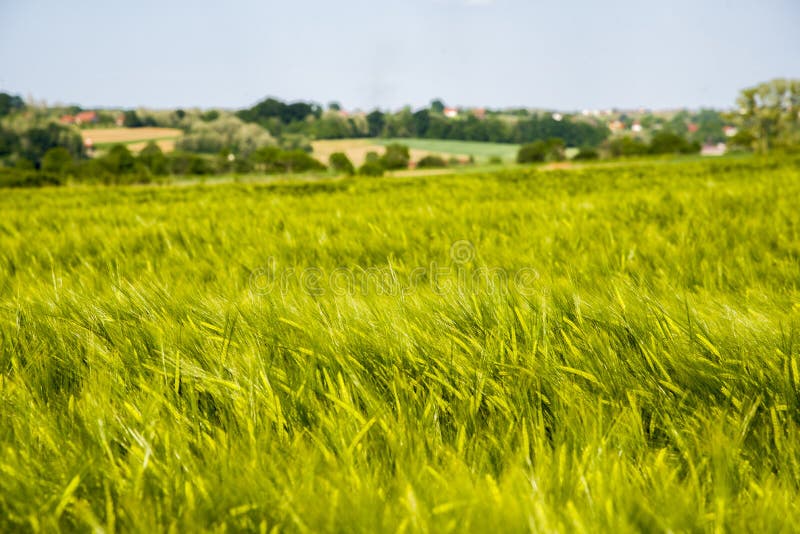 Wheat field stock photo. Image of tree, wheat, spring - 30995300