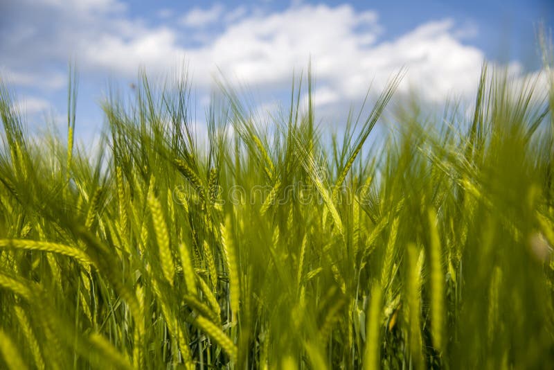 Green Spring Grains, Close Up of Green Wheat Stock Photo - Image of ...