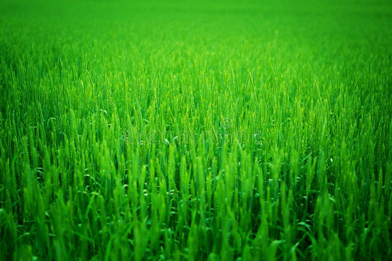 Green Spring Grains. a Summer Sunset Over Green Grass Field Stock Image ...