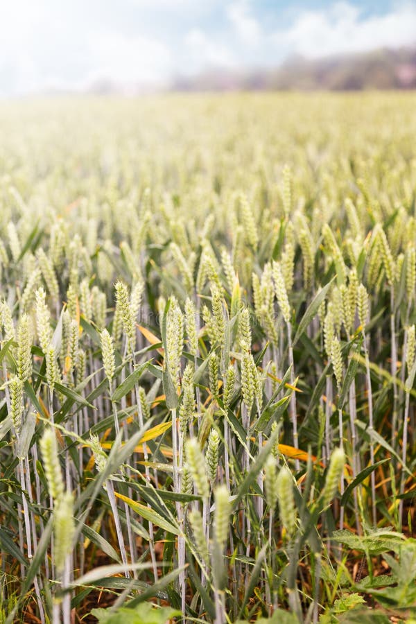 Green Spring Grains, Wheat Ears on Field of Rye Stock Photo - Image of ...