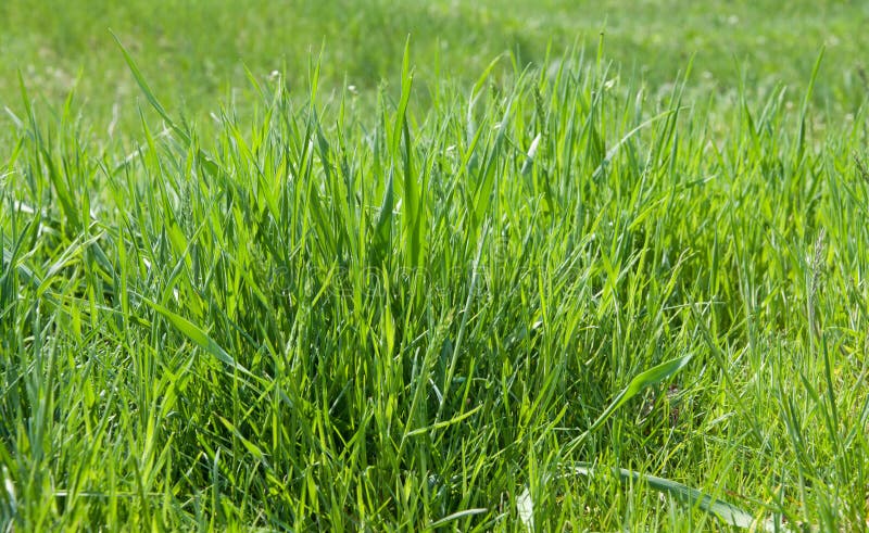 Green spring grass stock image. Image of lawn, environment - 24299605