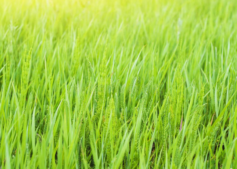 Green spring grass stock image. Image of cultivation - 25178285