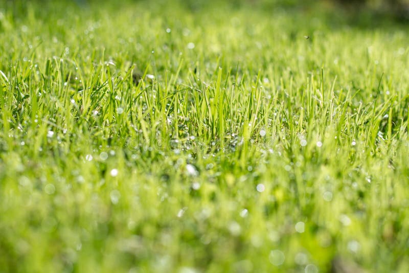 Green Spring Grass stock image. Image of spring, growth - 66536145