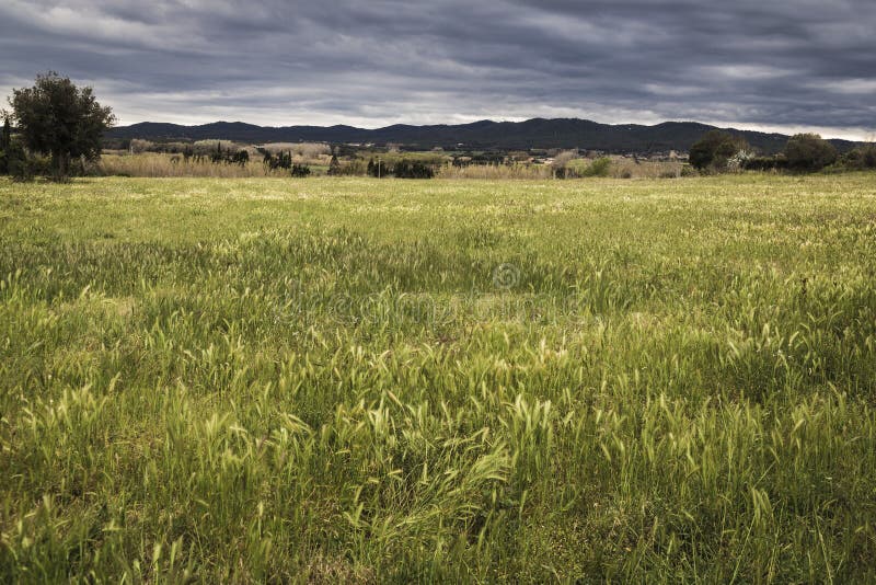 Green Spring Grass Field on a Dark Cloudy Sky Landscape Stock Photo ...