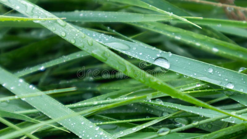 Green Spring Grass in Rain Water Drops Close-up Stock Image - Image of ...