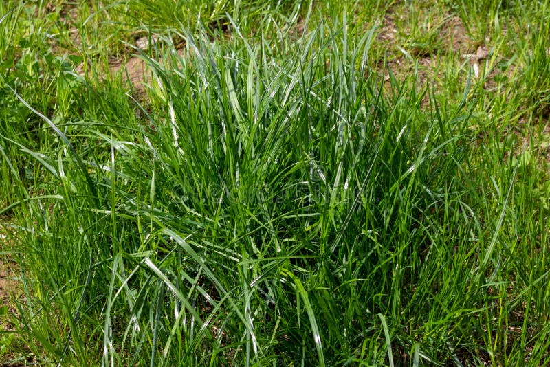 Green Spring Grass in the Sunlight on the Lawn Stock Photo - Image of ...