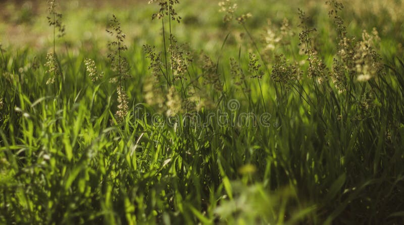 Green Spring Grass at Sunset Stock Image - Image of bright, plant ...