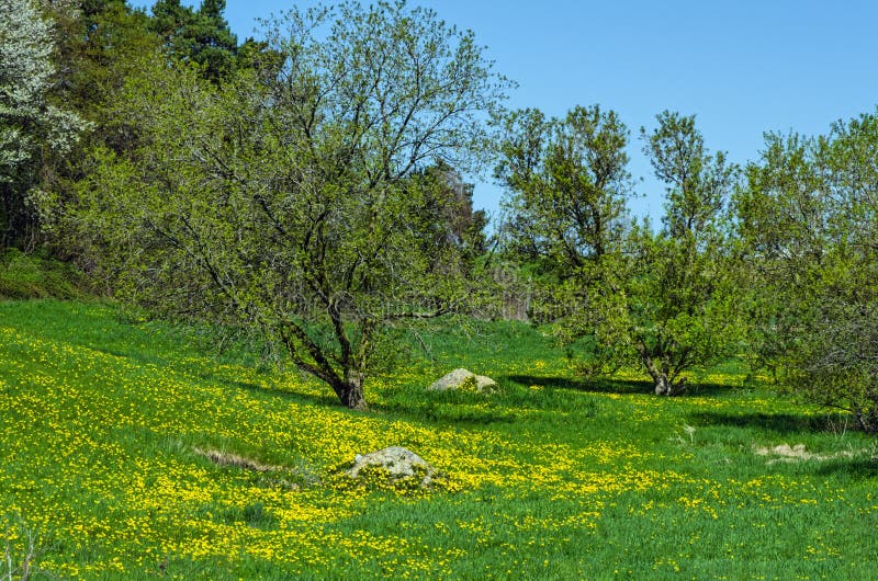 Green Spring Hillside stock photo. Image of landscape - 83242662