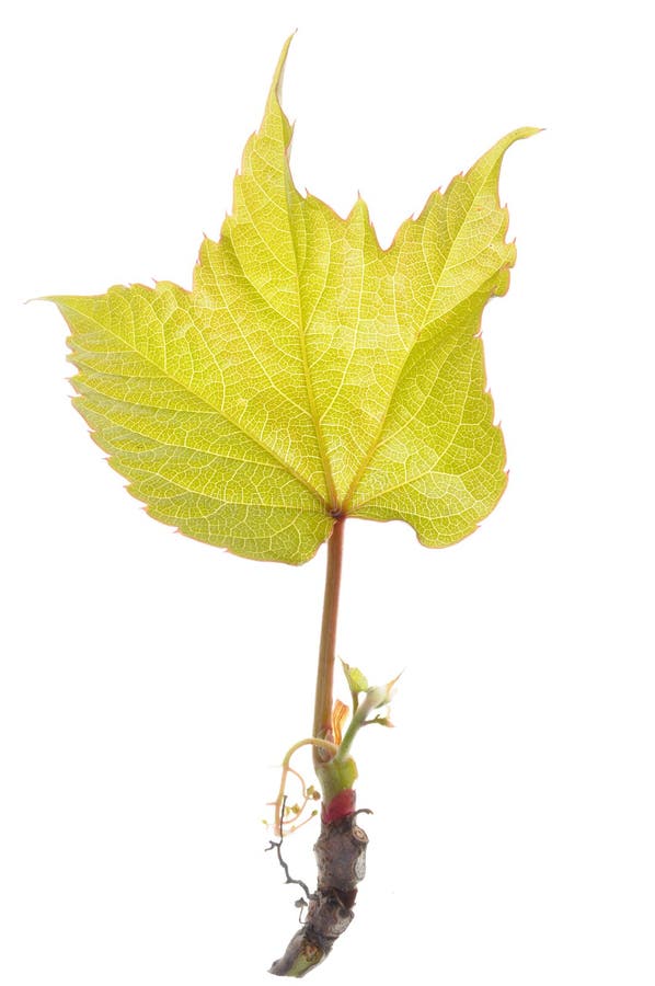 Green spring leaf stock image. Image of botanical, nature - 40054121