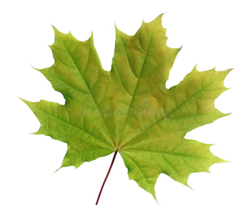 Green Spring Leaf is a Maple Tree Isolated Stock Photo - Image of flora ...