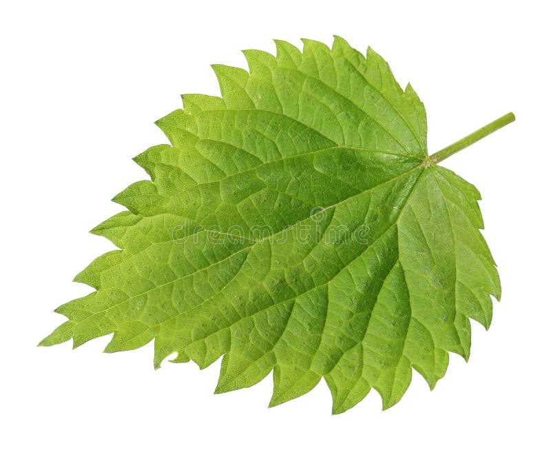 Green Spring Leaf is a Nettle Plan Isolated Stock Image - Image of ...