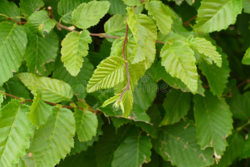 Green spring leaf stock image. Image of bunch, fresh - 98294917