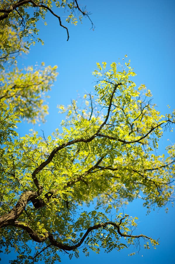Green Spring Leafs stock photo. Image of sunny, tree - 25960506