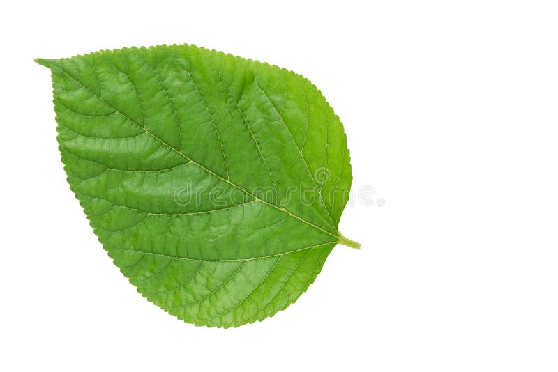 Green Spring Leave Isolated on White Background. Clipping Path Stock ...