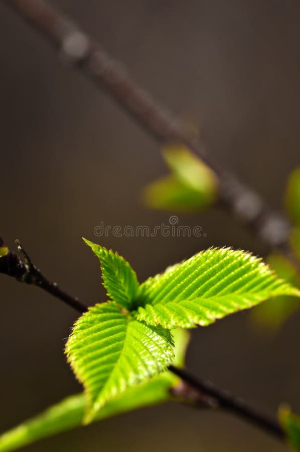 Green plants background stock image. Image of abstract - 8613105