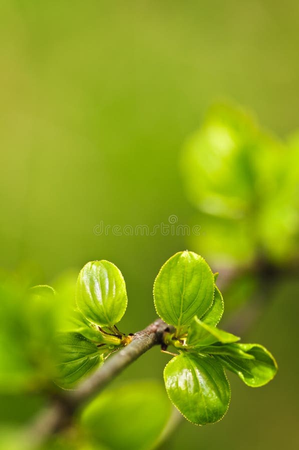 Green spring leaves stock photo. Image of growth, detail - 12090338