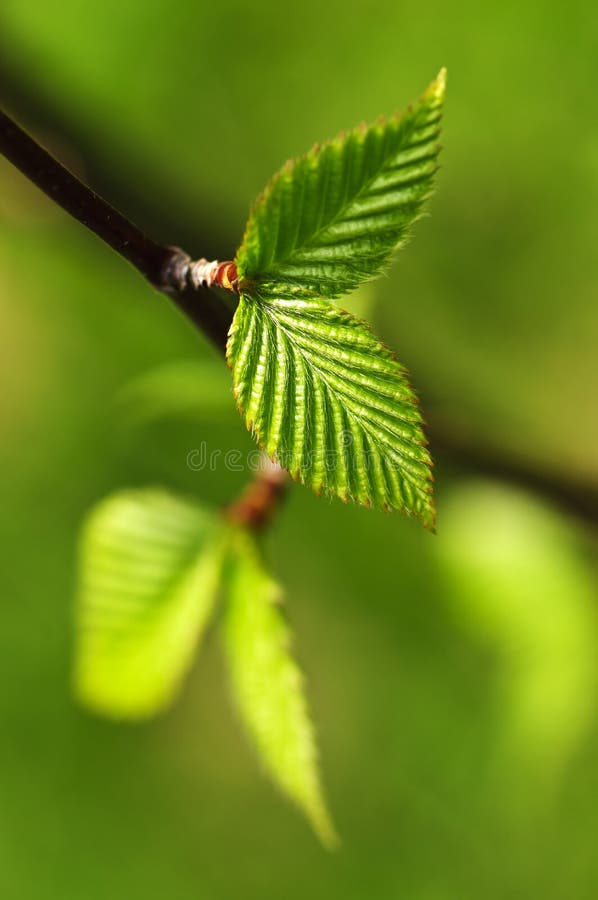 Green spring leaves stock photo. Image of background - 12254532