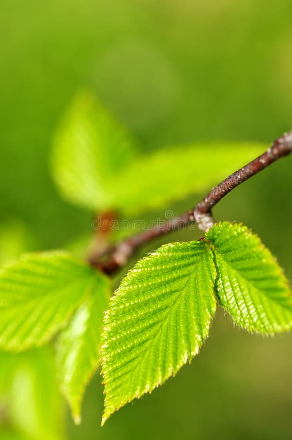 Green spring leaves stock image. Image of branches, natural - 12326251