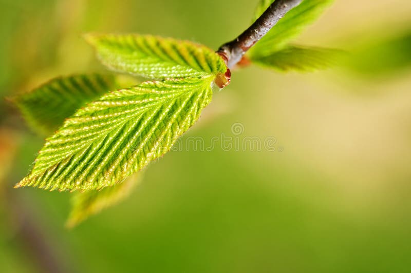 Green spring leaves stock image. Image of natural, beauty - 12326267