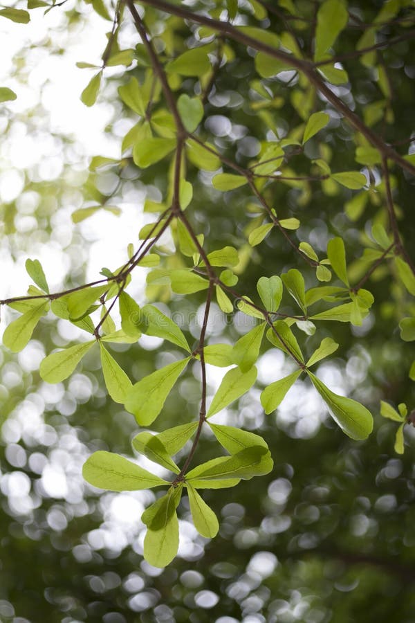 Green Spring Leaves Background Stock Image - Image of beauty, forest ...