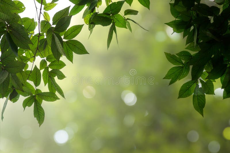 Green spring leaves stock photo. Image of forest, descriptive - 59107230