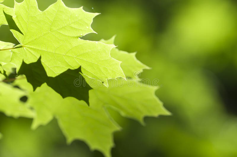 Green spring leaves stock image. Image of spring, green - 119048833
