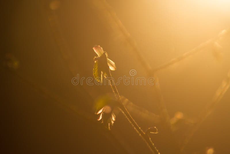 Green spring leaves stock photo. Image of beginning - 249005826