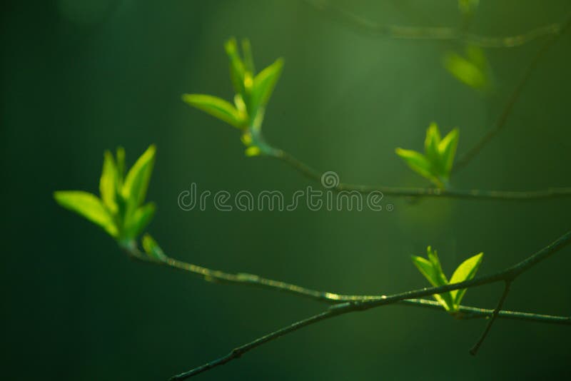 Green spring leaves stock image. Image of garden, forest - 249005843