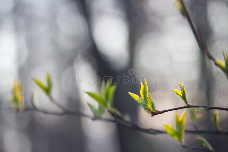 Green spring leaves stock image. Image of macro, leaves - 249006163