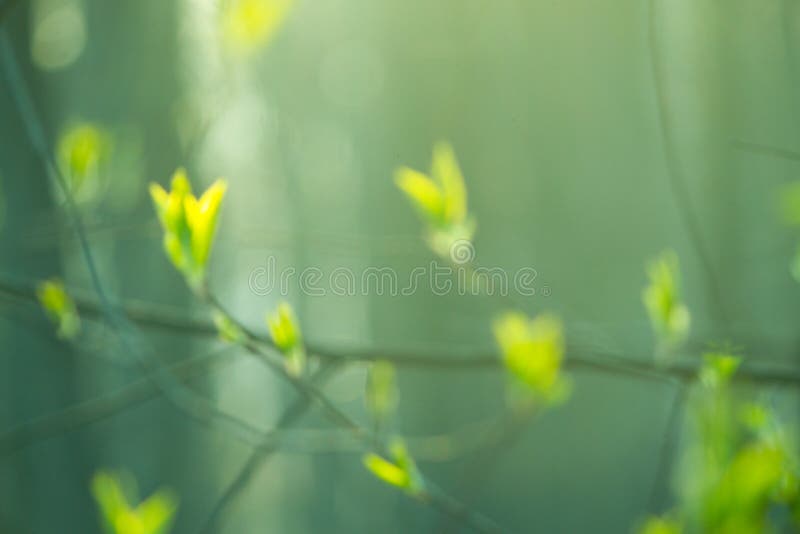 Green spring leaves stock photo. Image of clover, harmony - 249006216