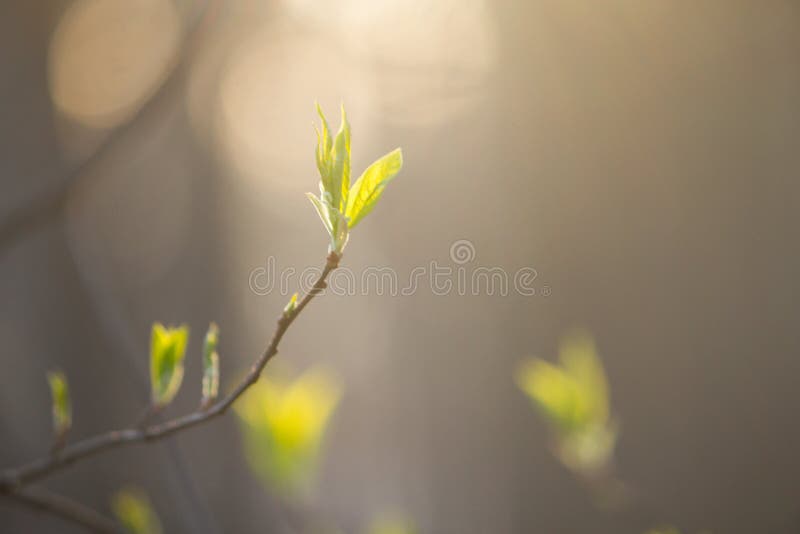 Green spring leaves stock photo. Image of leaf, life - 249006326