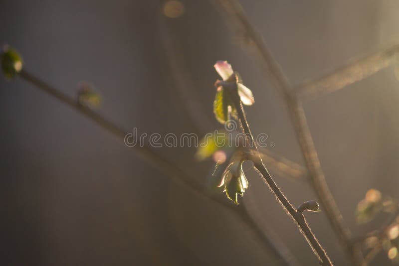Green spring leaves stock image. Image of closeup, natural - 251176955