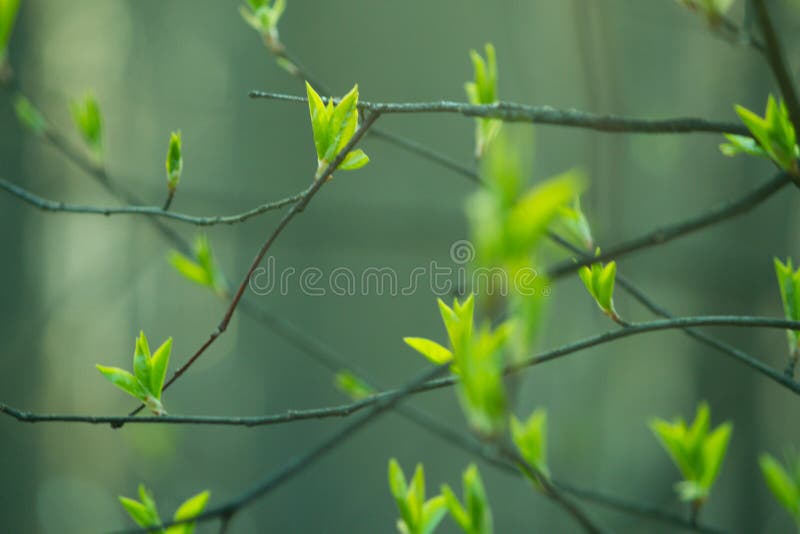 Green spring leaves stock photo. Image of beauty, macro - 255736752