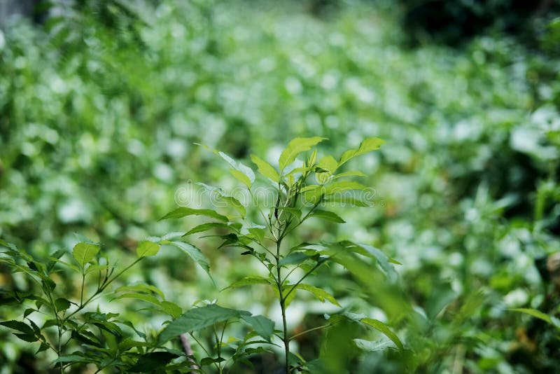 Green Spring Leaves in Nature Stock Photo - Image of branch, botanical ...