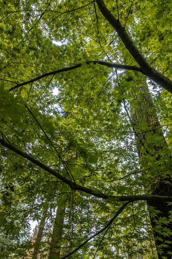 Green Spring Leaves stock photo. Image of background - 92607846
