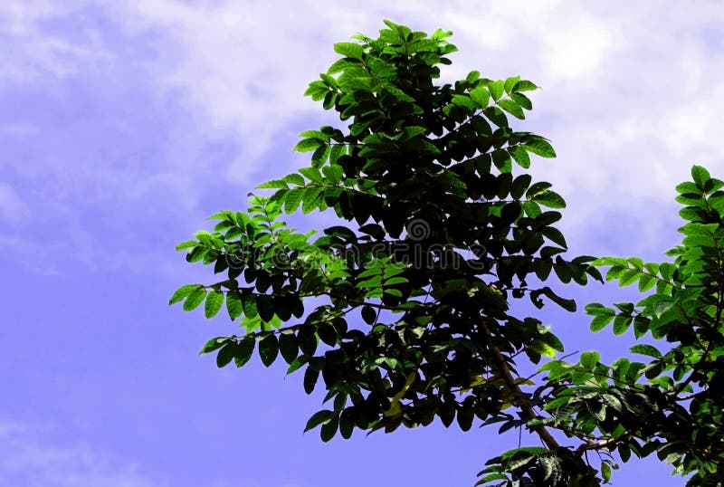 Green Spring Leaves stock image. Image of plants, leaf - 203949367