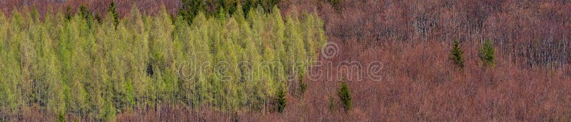 Green Spring Leaves on Tree Group. Texture Background Stock Photo ...